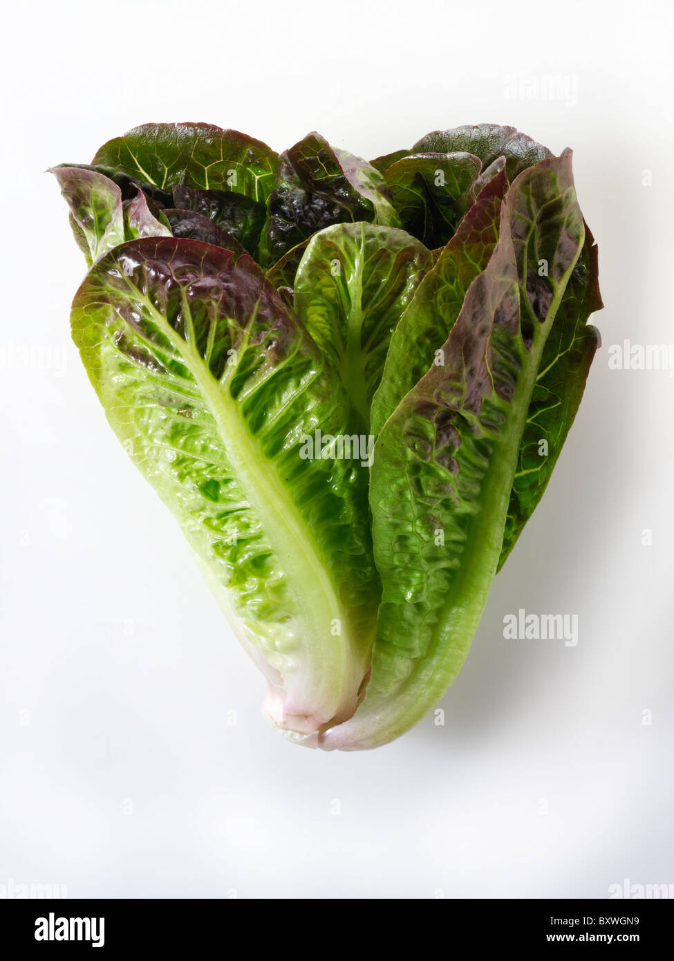 Fresh whole Mini Cos Lettuce Stock Photo - Alamy