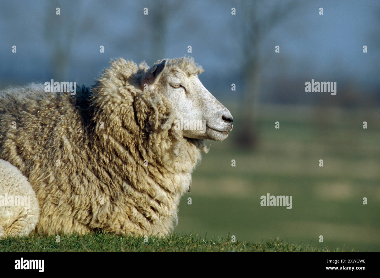 Sheep near Wedel, Germany Stock Photo - Alamy
