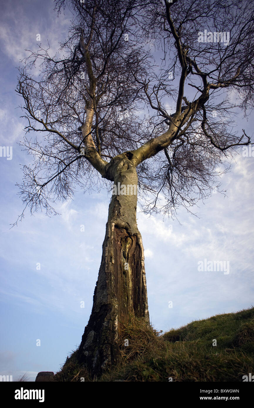 Betula pendula tree silver birch hi-res stock photography and images ...