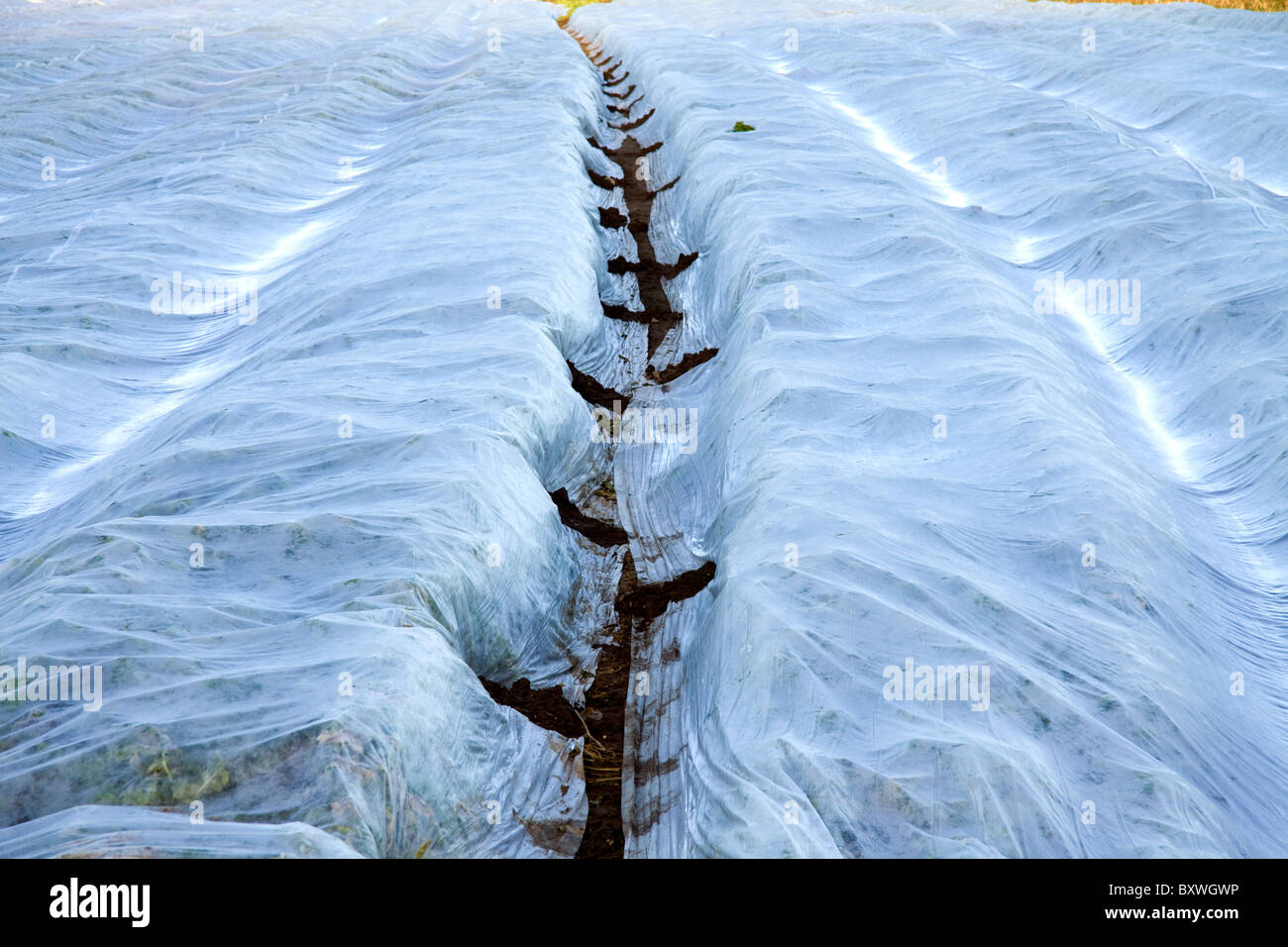 Agricultural fleece insulating crops from the frost. The joint between ...