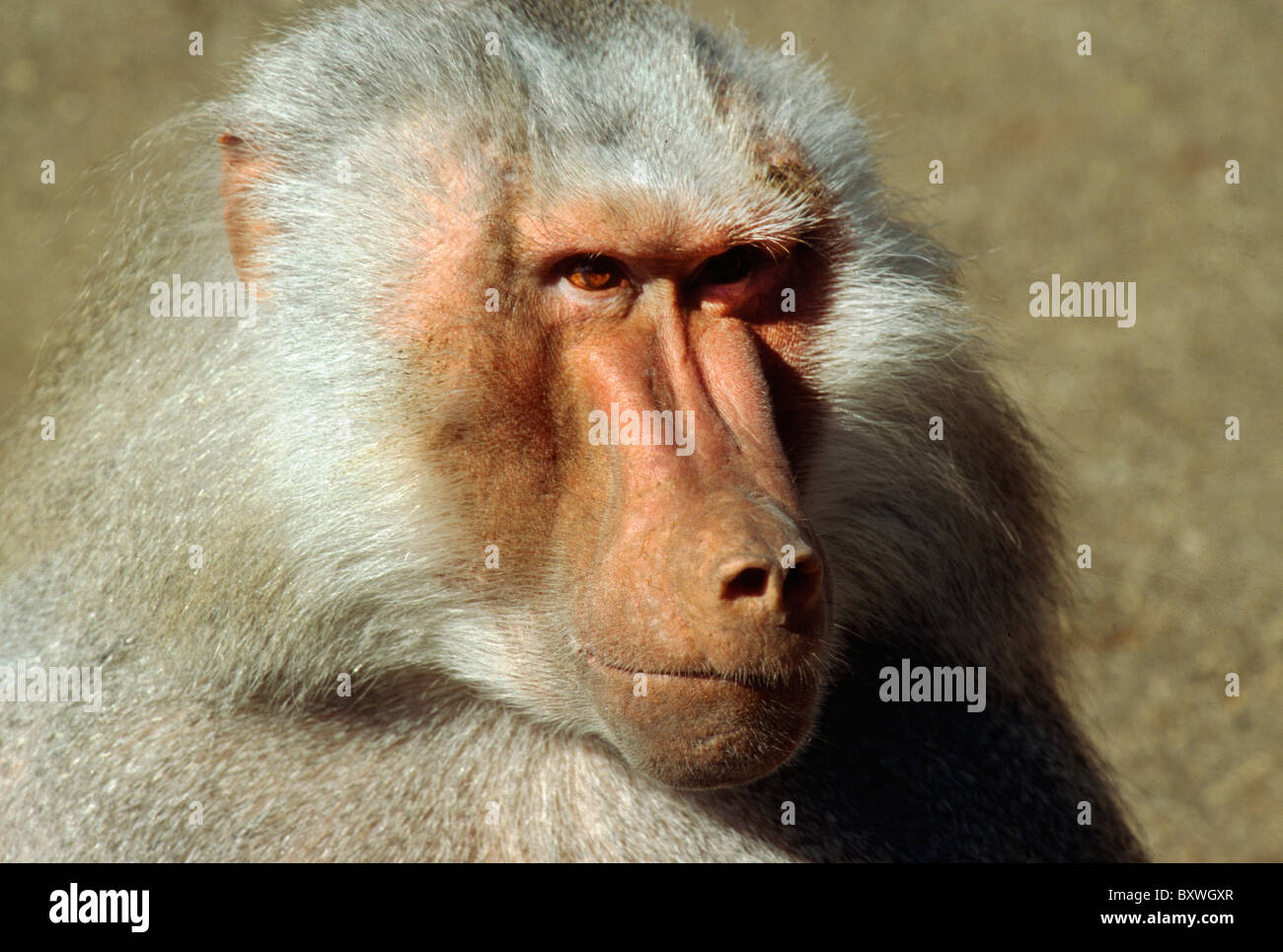 Pavian in Hagenbeck Zoo, Hamburg, Germany Stock Photo - Alamy