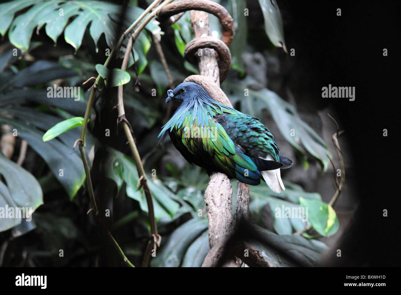 Central Park Japanese Monkey High Resolution Stock Photography and ...