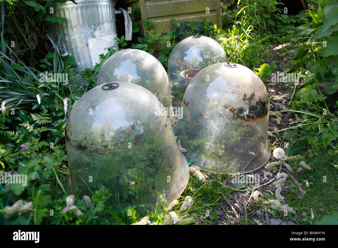 Clear Plastic bell cloches in a vegetable garden Stock Photo - Alamy