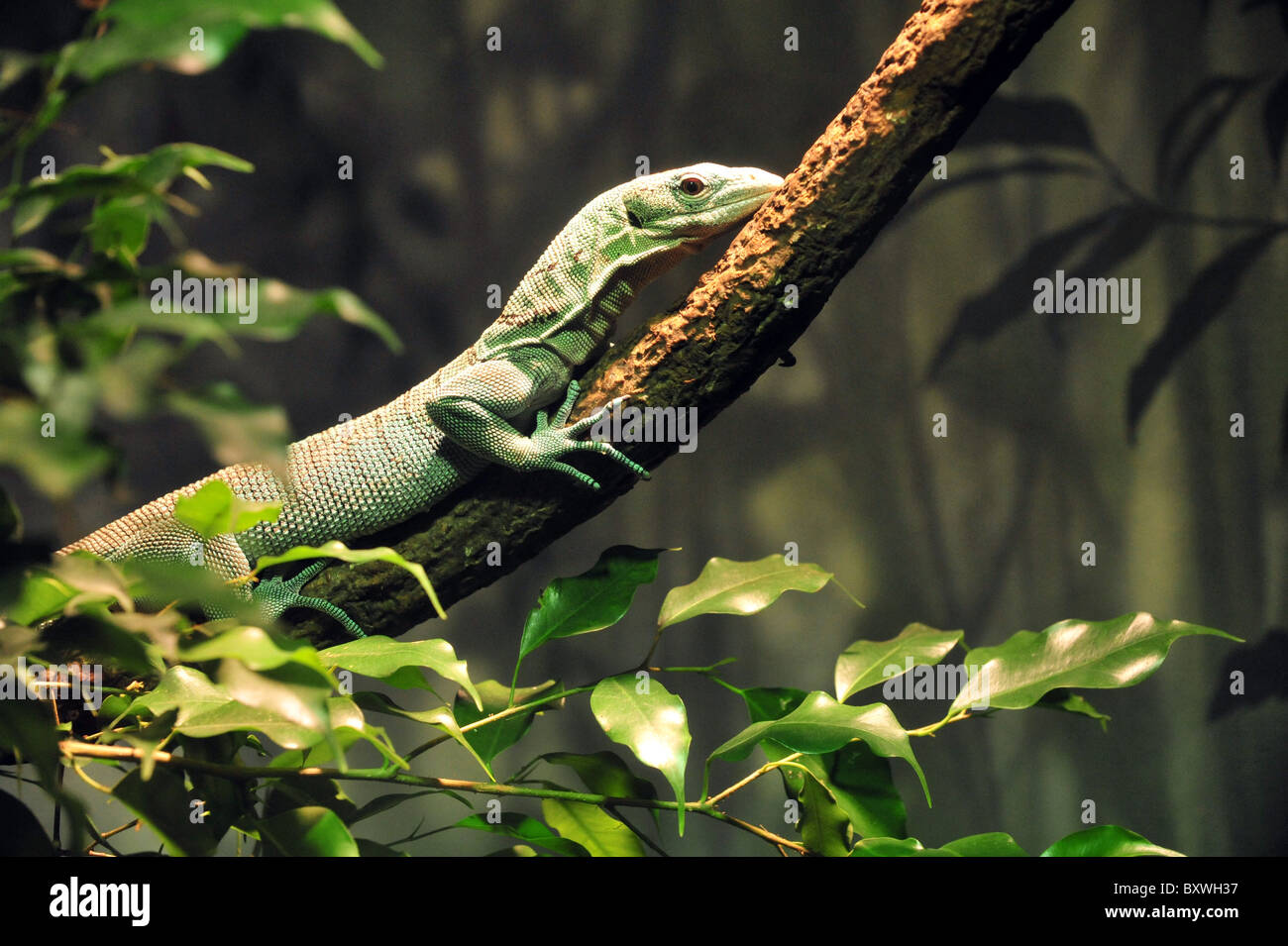 Japanese Lizard High Resolution Stock Photography and Images - Alamy