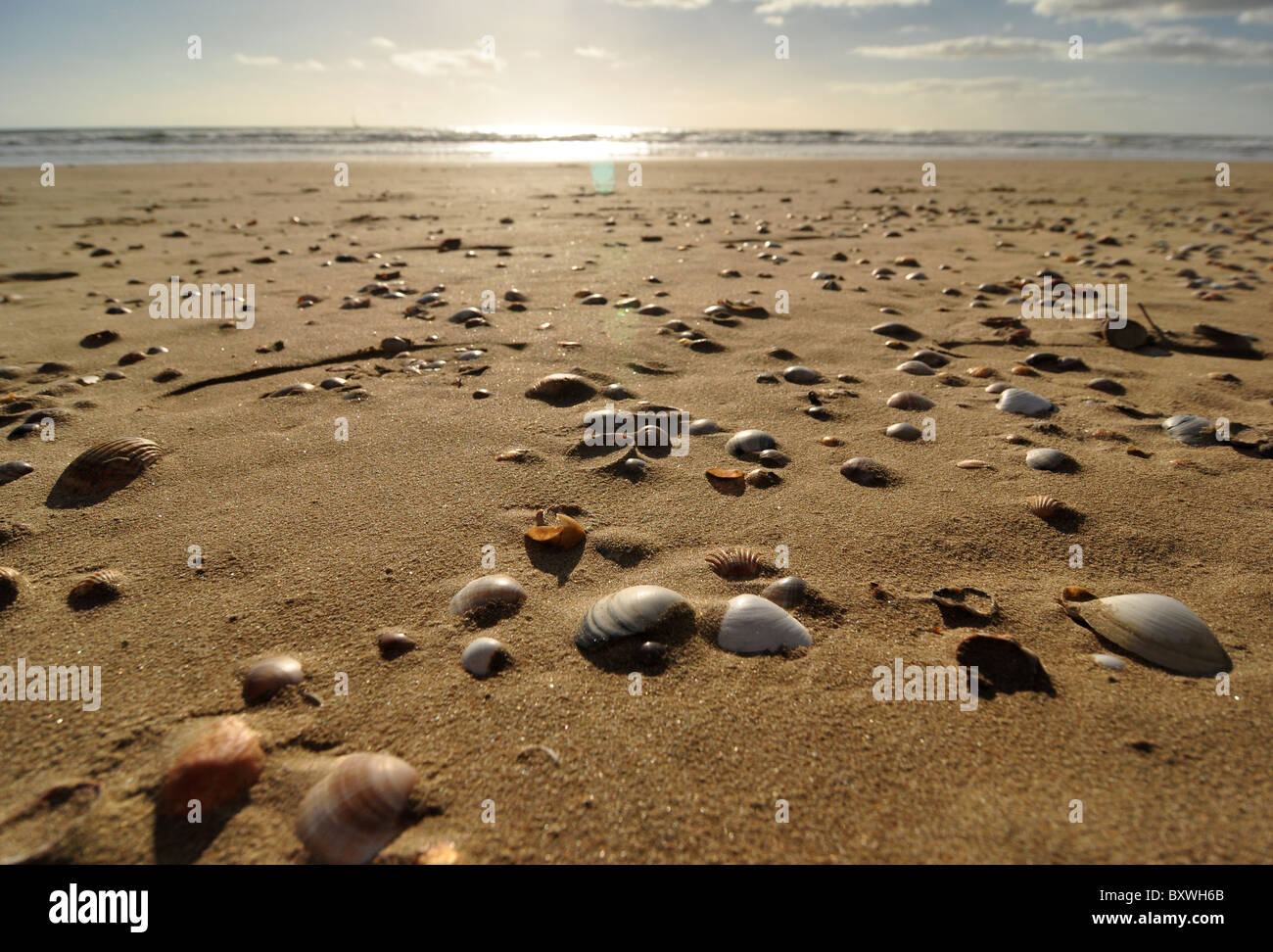 shells on sandy beaches at Huelva Stock Photo - Alamy