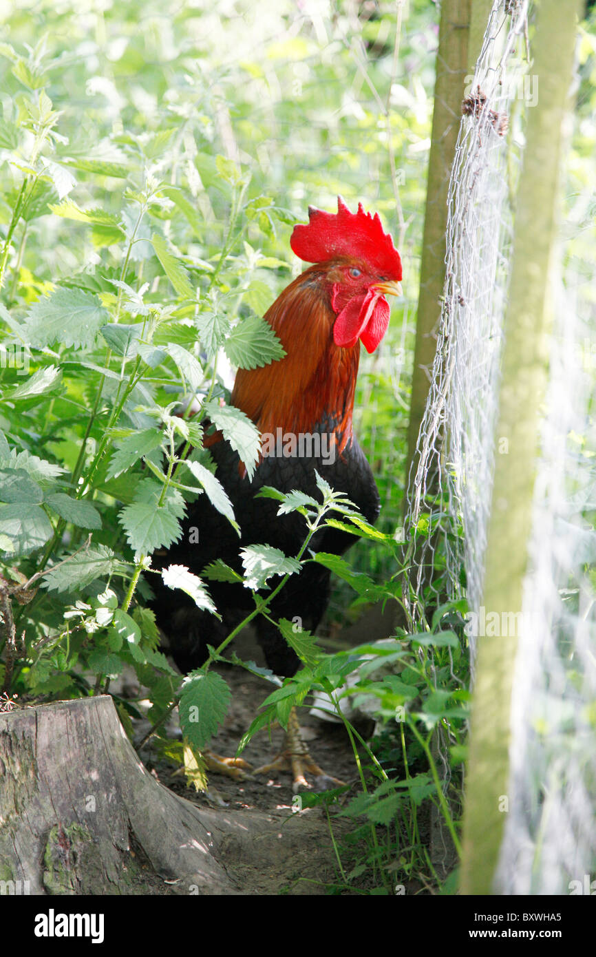 A farmyard rooster or cock in a wild green setting Stock Photo - Alamy
