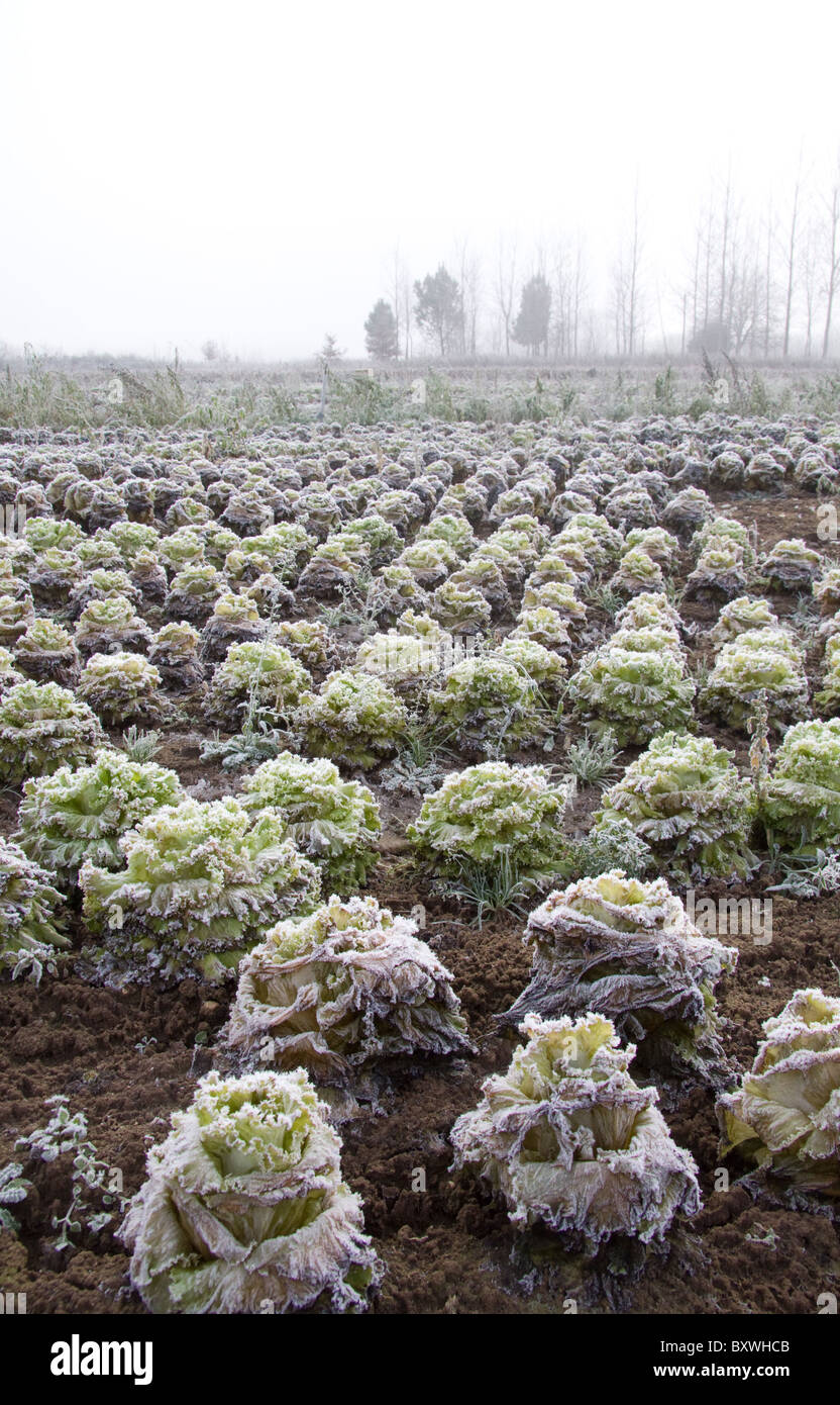 Frost damaged vegetable crop on an area of flat agricultural land on ...