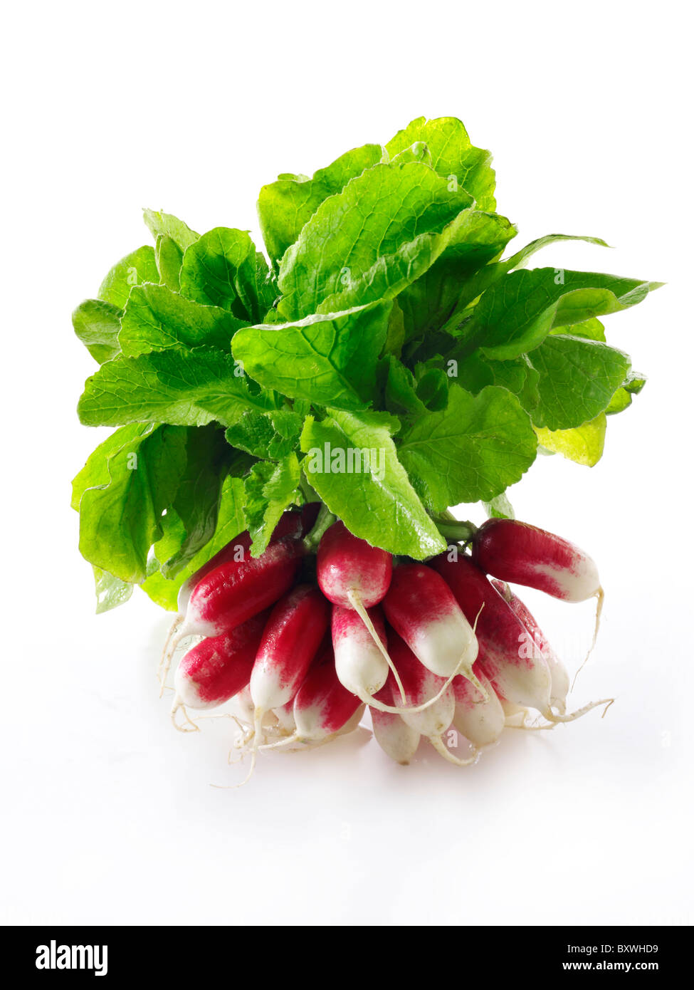 Bunch of fresh red raddish Stock Photo - Alamy