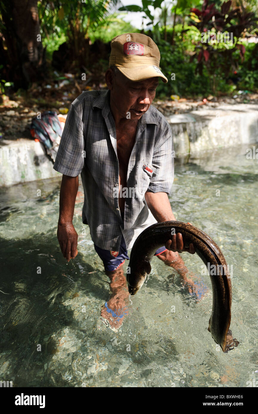 Sacred eel hi-res stock photography and images - Alamy