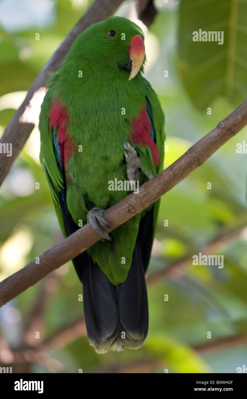 Staring parrot hi-res stock photography and images - Alamy