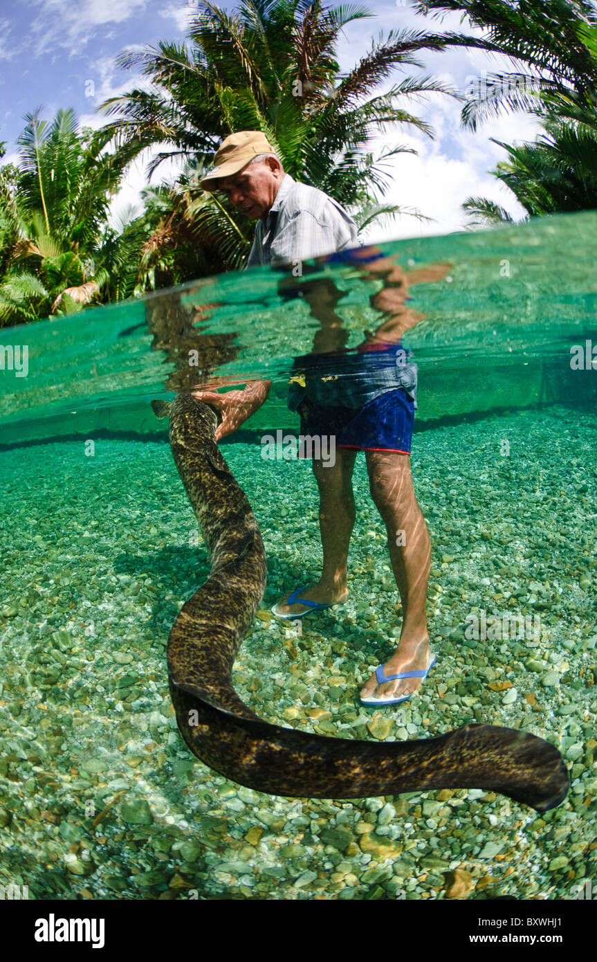 Local man playing with a freshwater eel, Waai, Ambon, Indonesia Stock ...