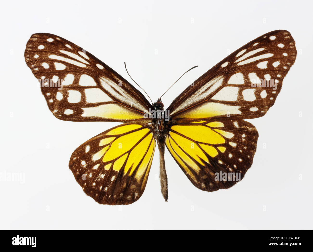 Cut out paper and butterfly hi-res stock photography and images - Alamy