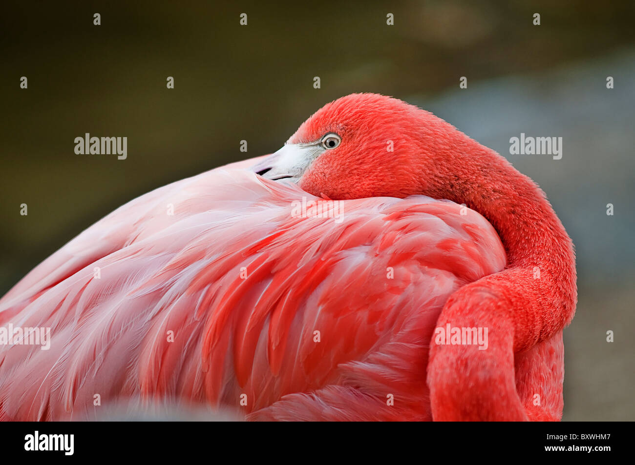 Close-up shot of a single Flamingo Bird Stock Photo - Alamy