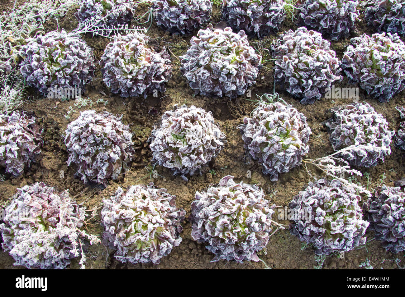 Frost damaged lettuce crop on a smallholding Stock Photo - Alamy