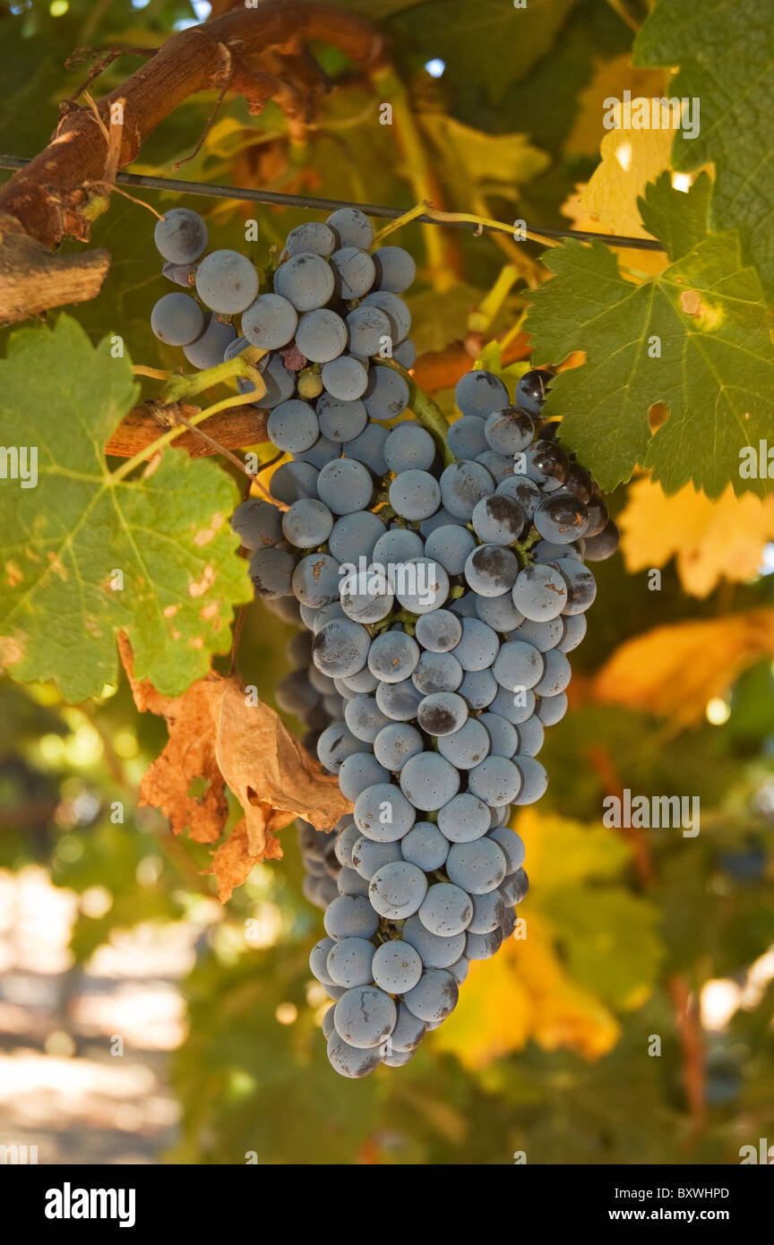 Elk233-X057v California, Napa Valley, vineyard, wine grape clusters ...