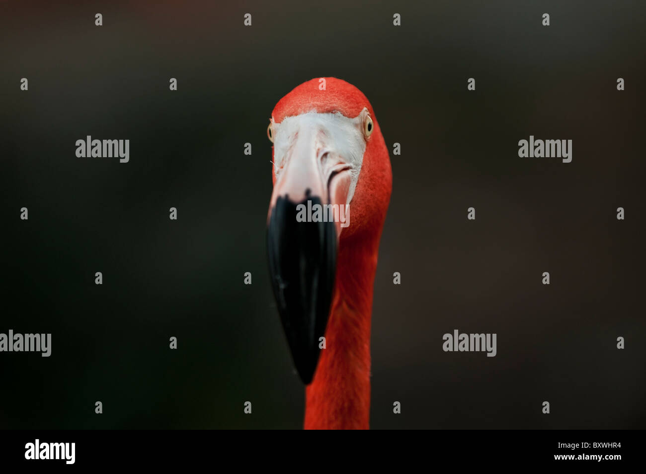 Close-up shot of a single Flamingo Bird Facing Camera Stock Photo - Alamy