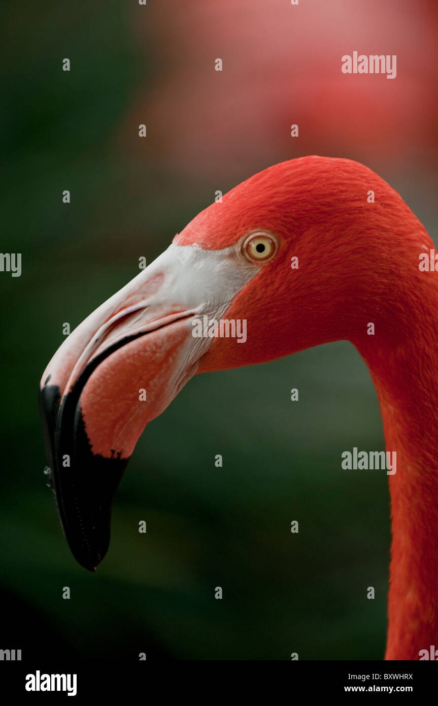 Close up flamingo face hi-res stock photography and images - Alamy