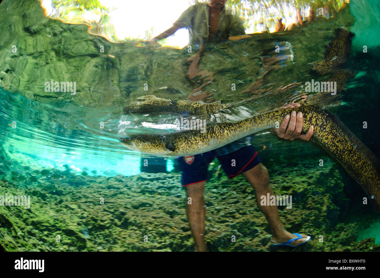 Local man feeding a raw egg to a freshwater eel, Waai, Ambon, Indonesia ...