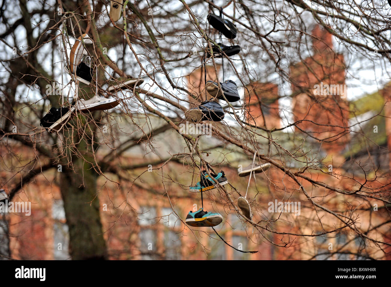 Trainers hanging from a tree next to a skate park, the skateboarders ...