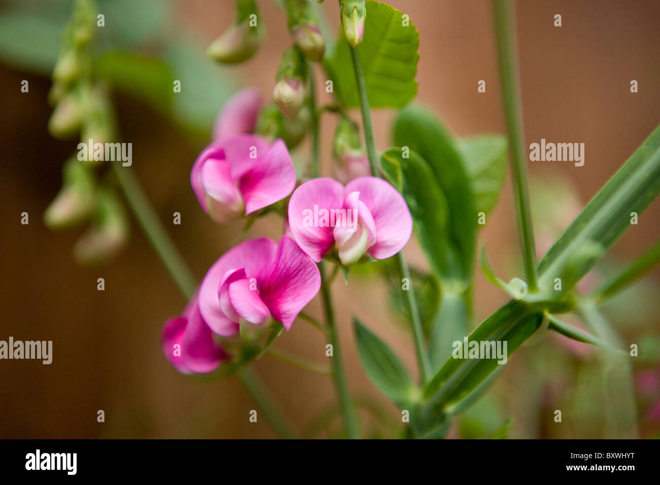 Pink sweet pea flowers Stock Photo - Alamy