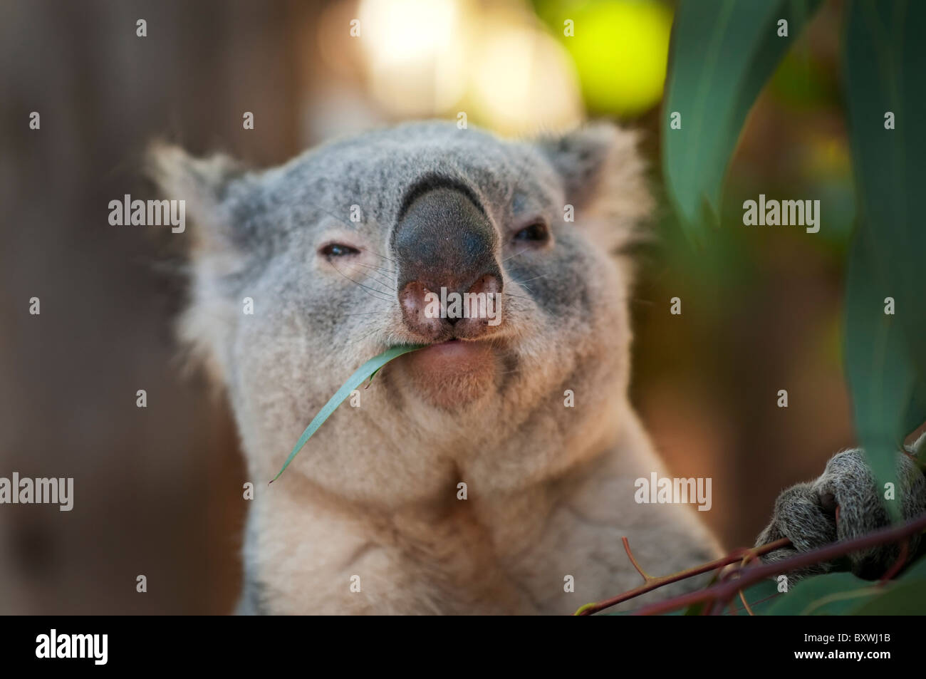 Young Koala Bear eating Eucaliptus Leaves Stock Photo - Alamy