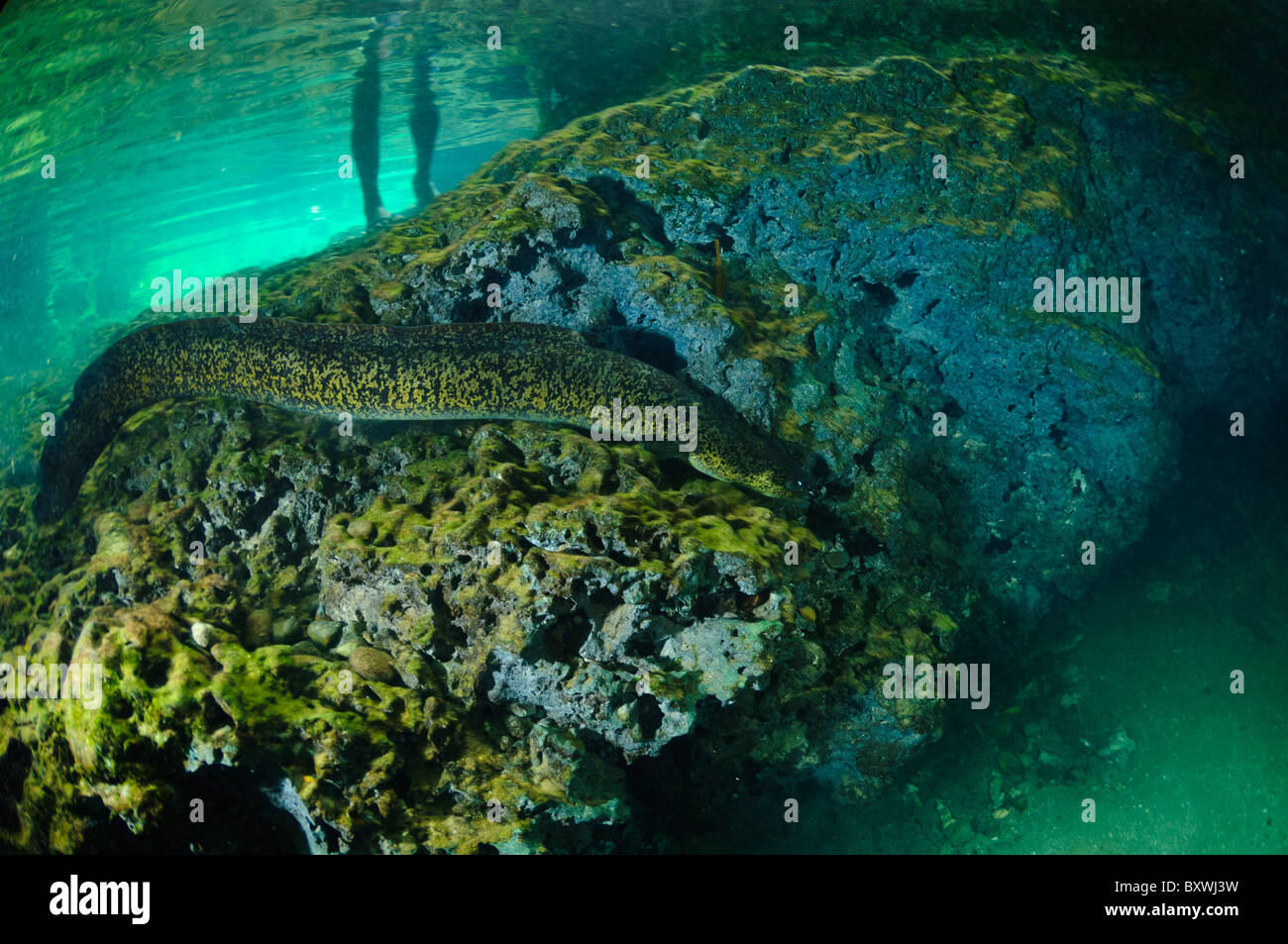 Freshwater eel hi-res stock photography and images - Alamy