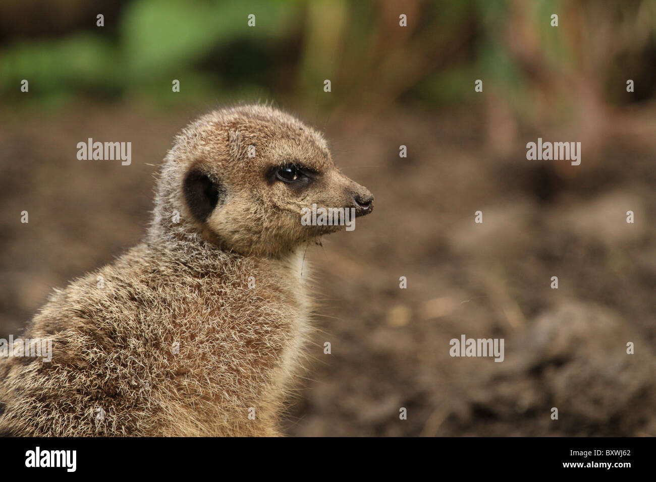 Meerkat side profile! Stock Photo - Alamy
