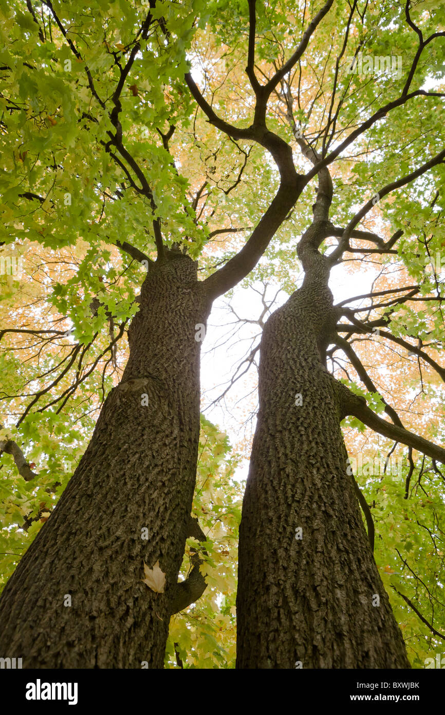 Norway Maple Acer Platanoides Bark High Resolution Stock Photography ...
