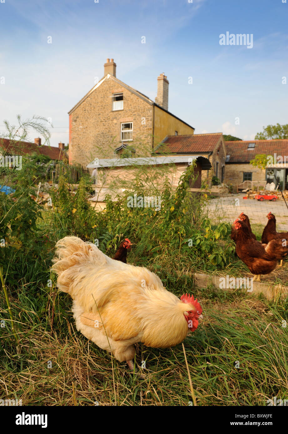 A chicken on a family smallholding in Dorset UK Stock Photo - Alamy