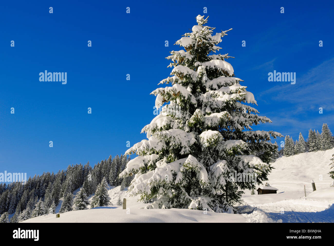 Pine trees in the snow at Grindelwald First Stock Photo - Alamy
