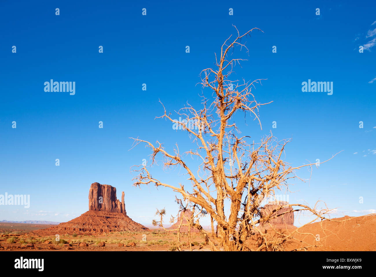 USA, Arizona, Monument Valley Navajo Tribal Park, Dust-covered tree ...