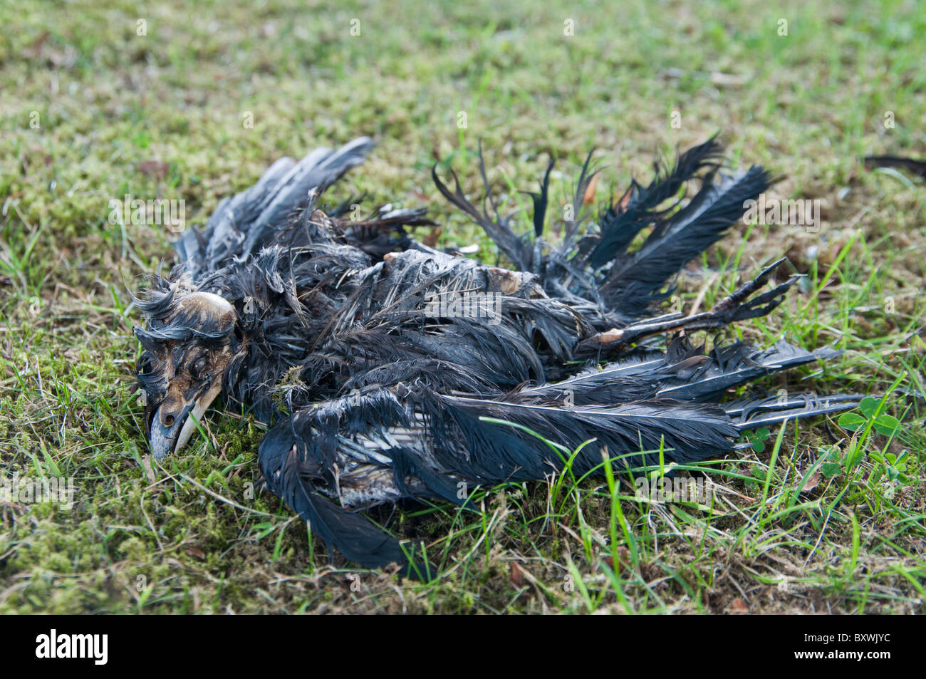 Jackdaw scotland hi-res stock photography and images - Alamy