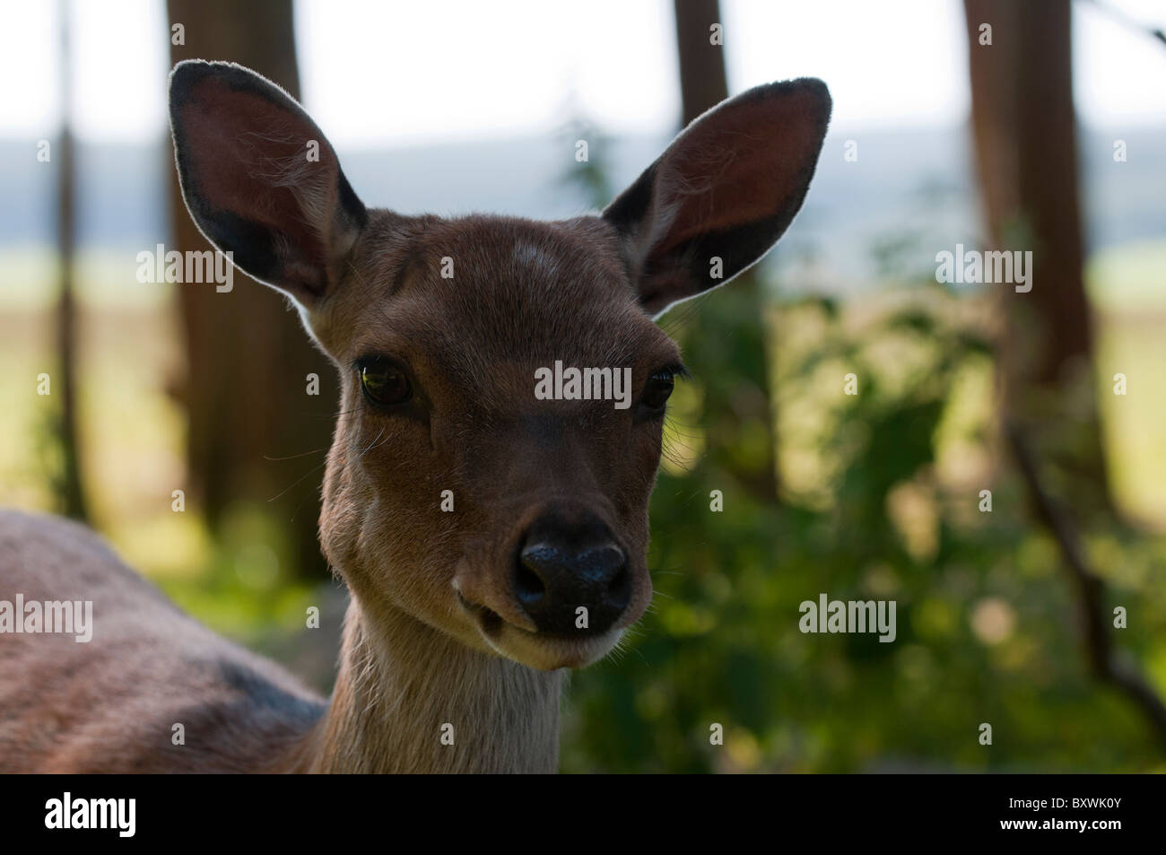 Red deer doe uk hi-res stock photography and images - Alamy