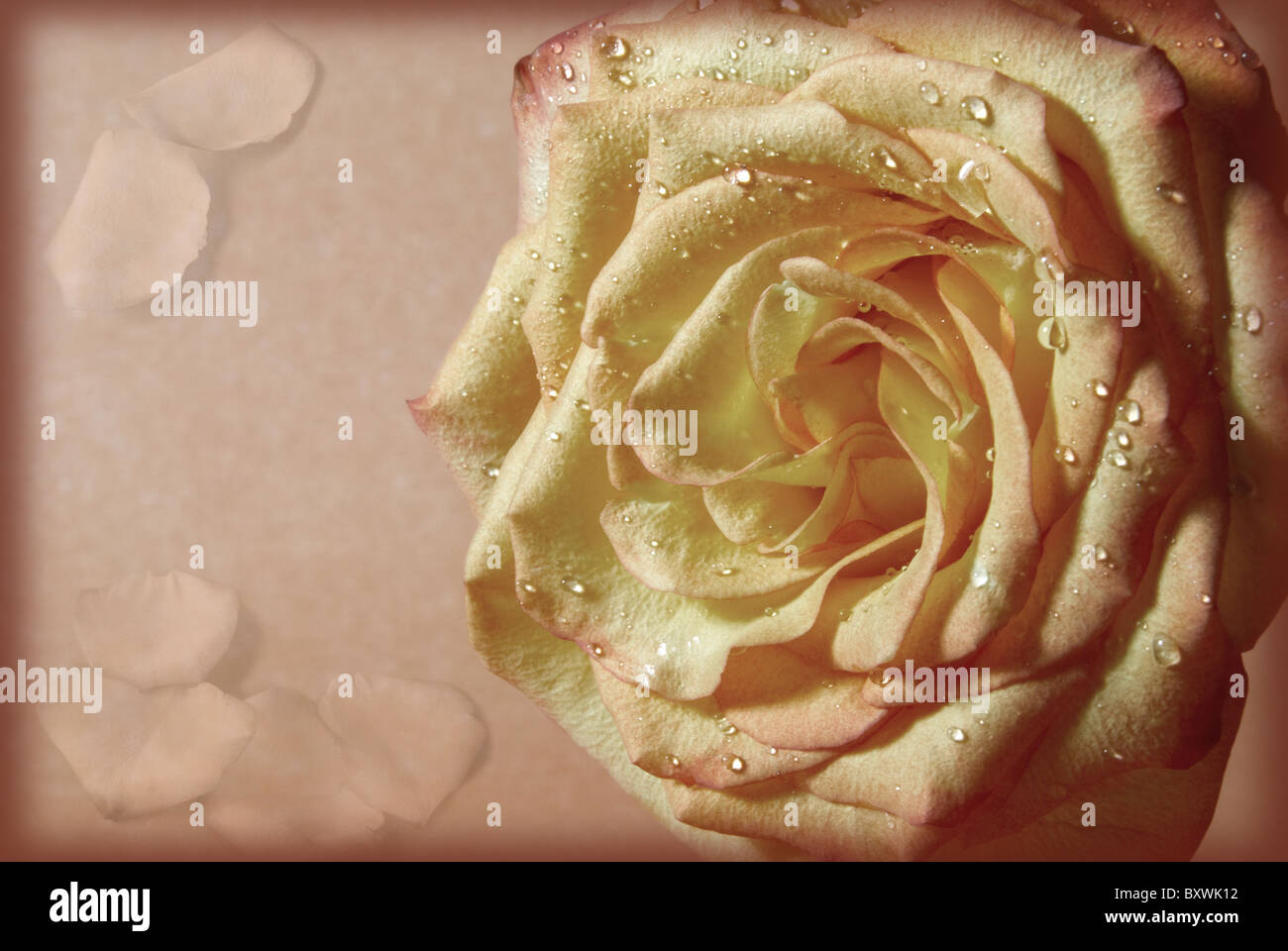 rose with the torn off petals in retro style Stock Photo - Alamy