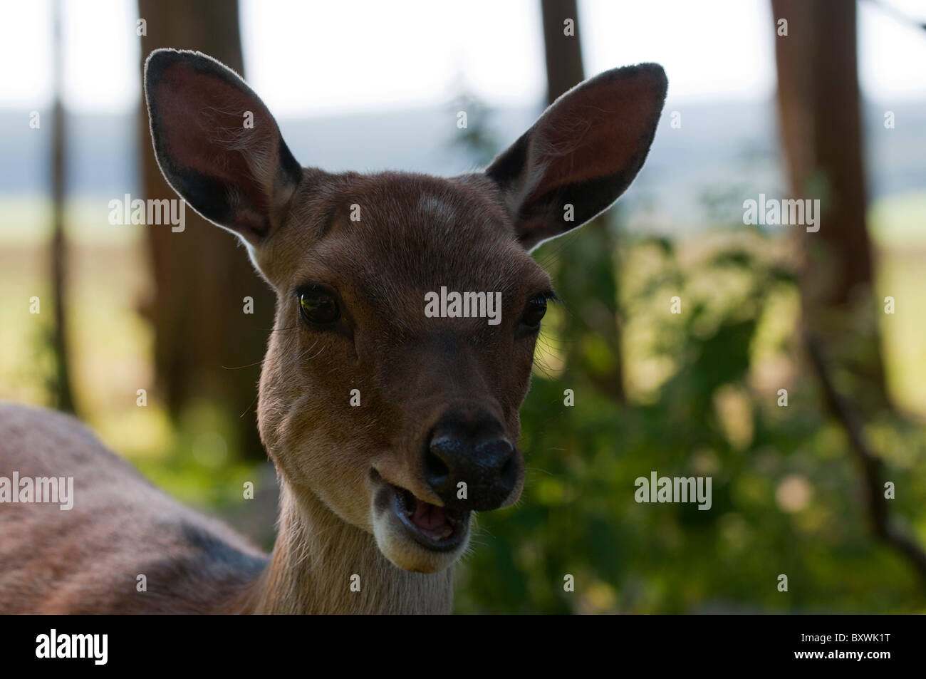 Red deer doe hi-res stock photography and images - Alamy