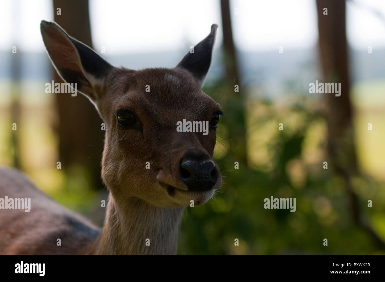 Red deer doe hi-res stock photography and images - Alamy