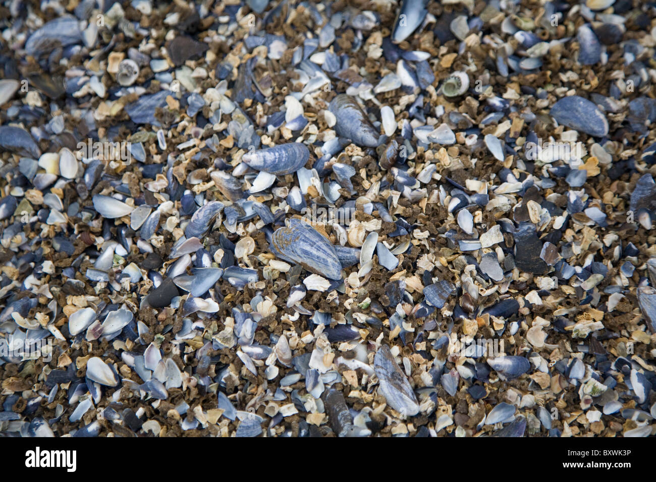Shells on a beach Stock Photo - Alamy