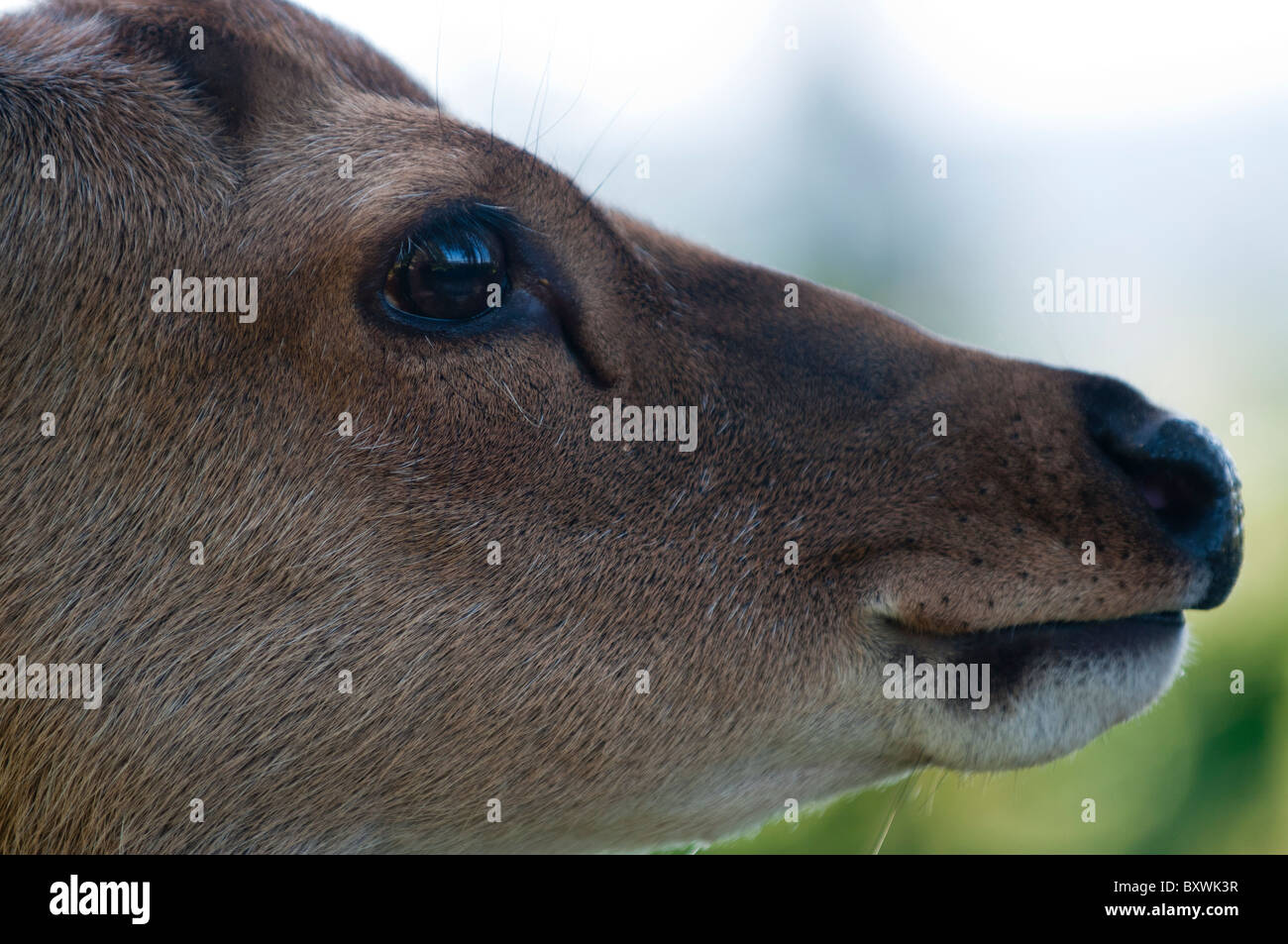 Red deer doe (Cervus elaphus Stock Photo - Alamy