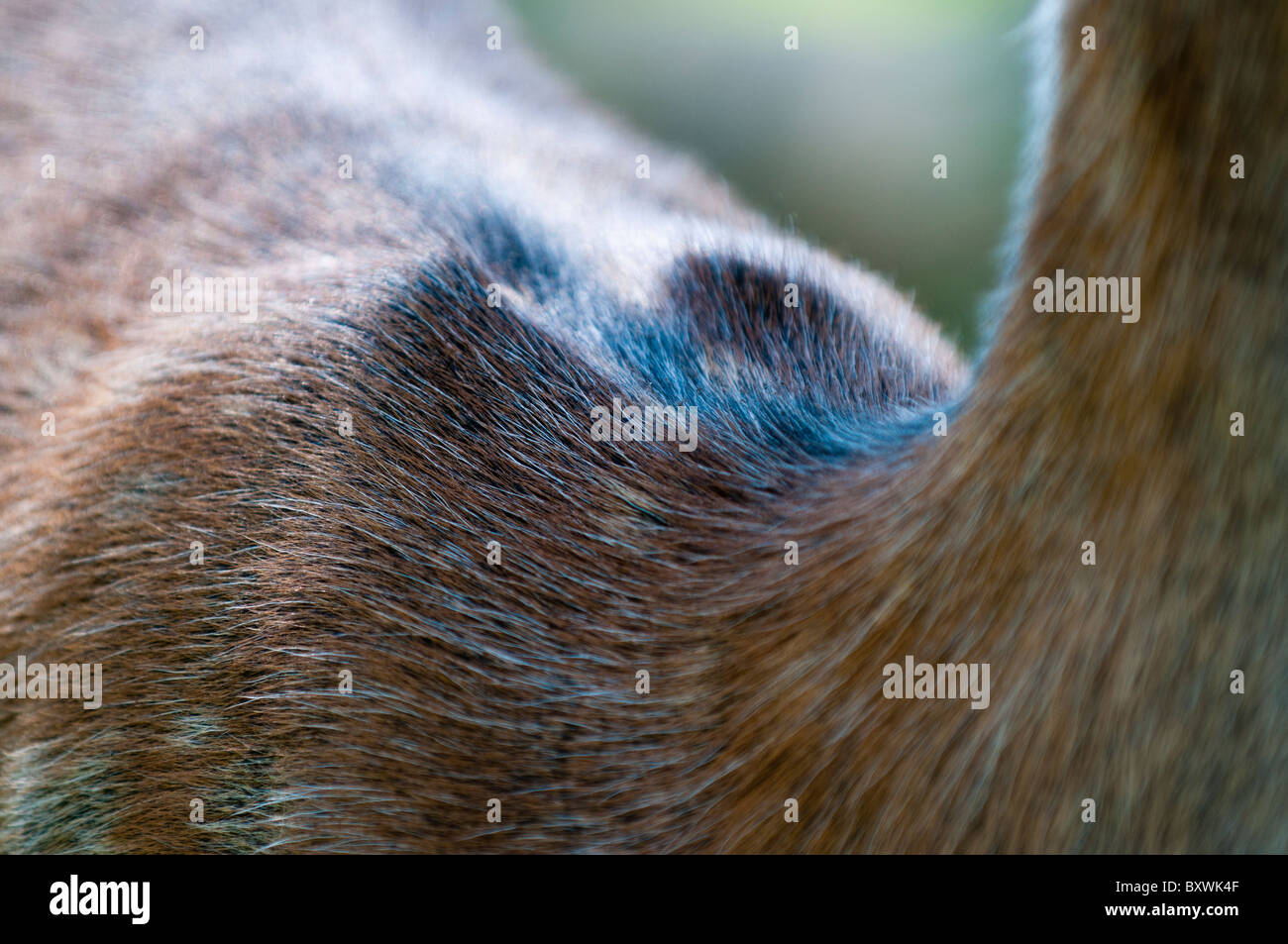 Back of Red deer doe (Cervus elaphus Stock Photo - Alamy
