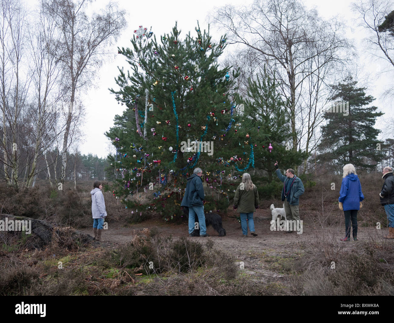 a Christmas tree decorated by the public at Wisley Common, Surrey ...
