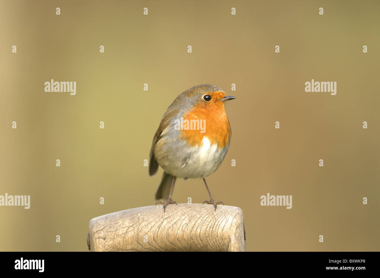 Garden spade handle hi-res stock photography and images - Alamy