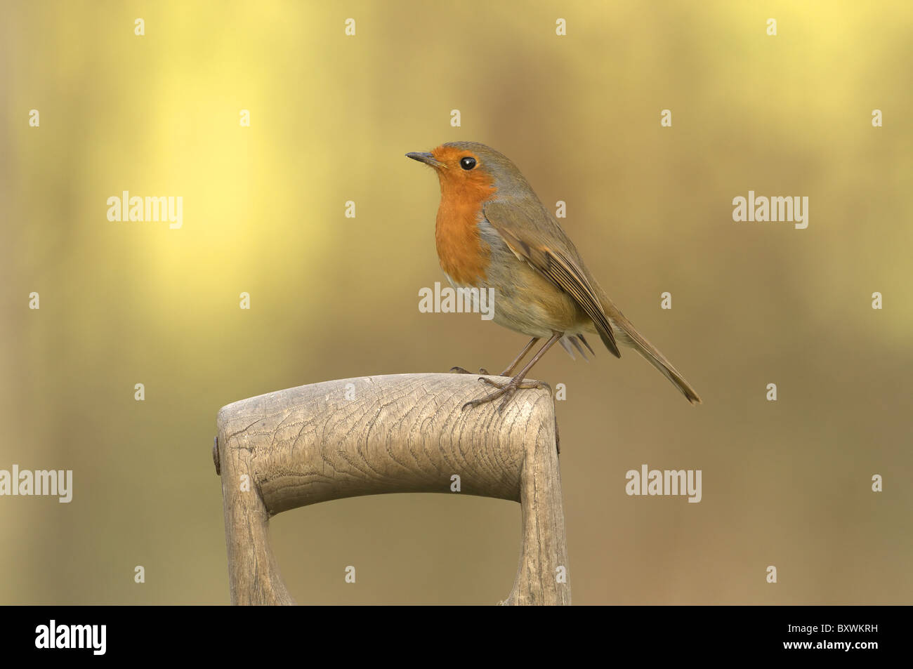 ROBIN ERITHACUS RUBECULA ON GARDEN SPADE HANDLE UK Stock Photo - Alamy