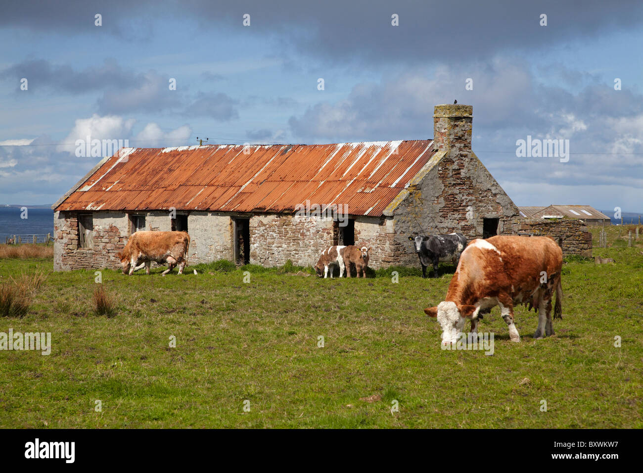 Cows and Derelict Stone Cottage, John O'Groats, Caithness, Highlands ...