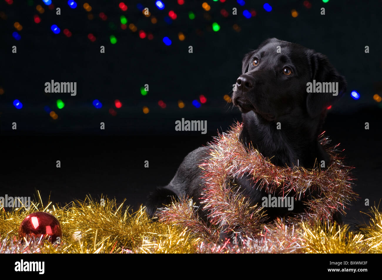 Black labrador christmas hi-res stock photography and images - Alamy