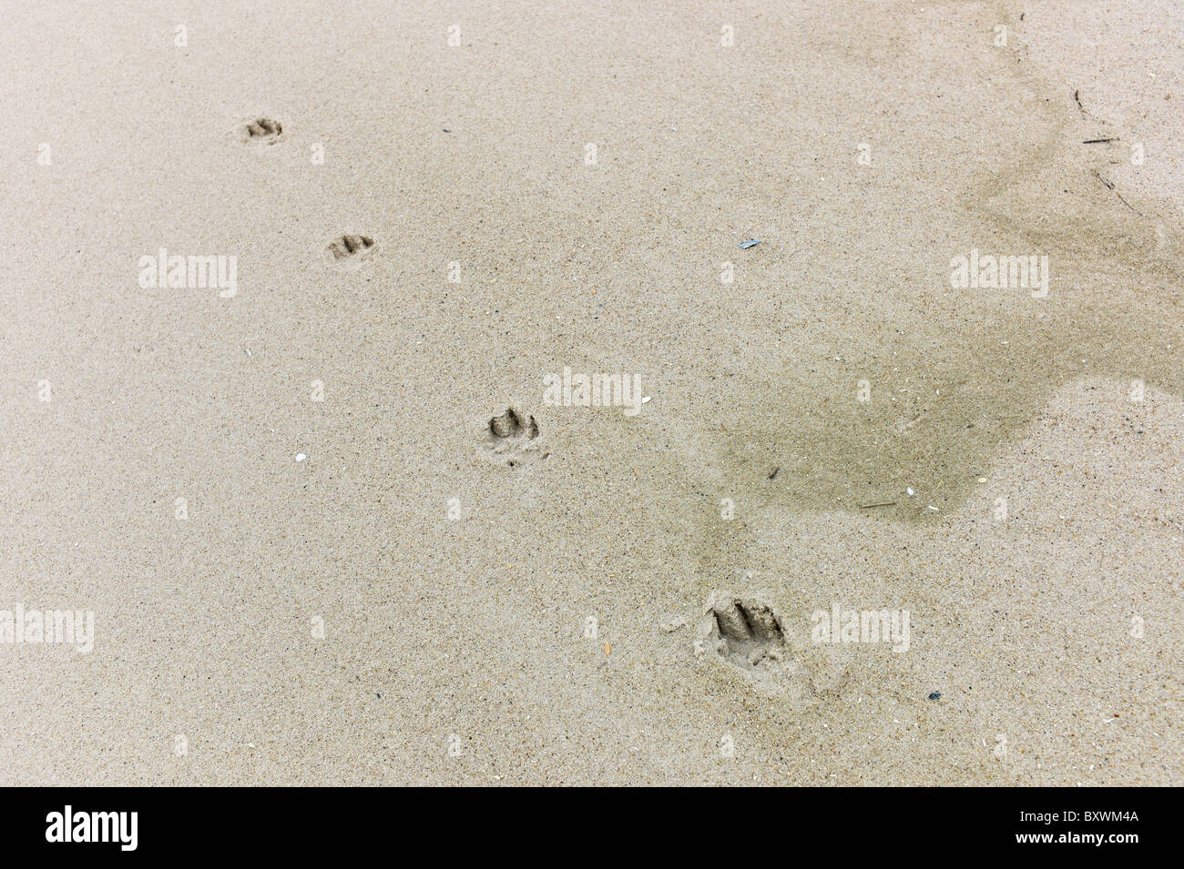 Dog paws in the sand Stock Photo - Alamy