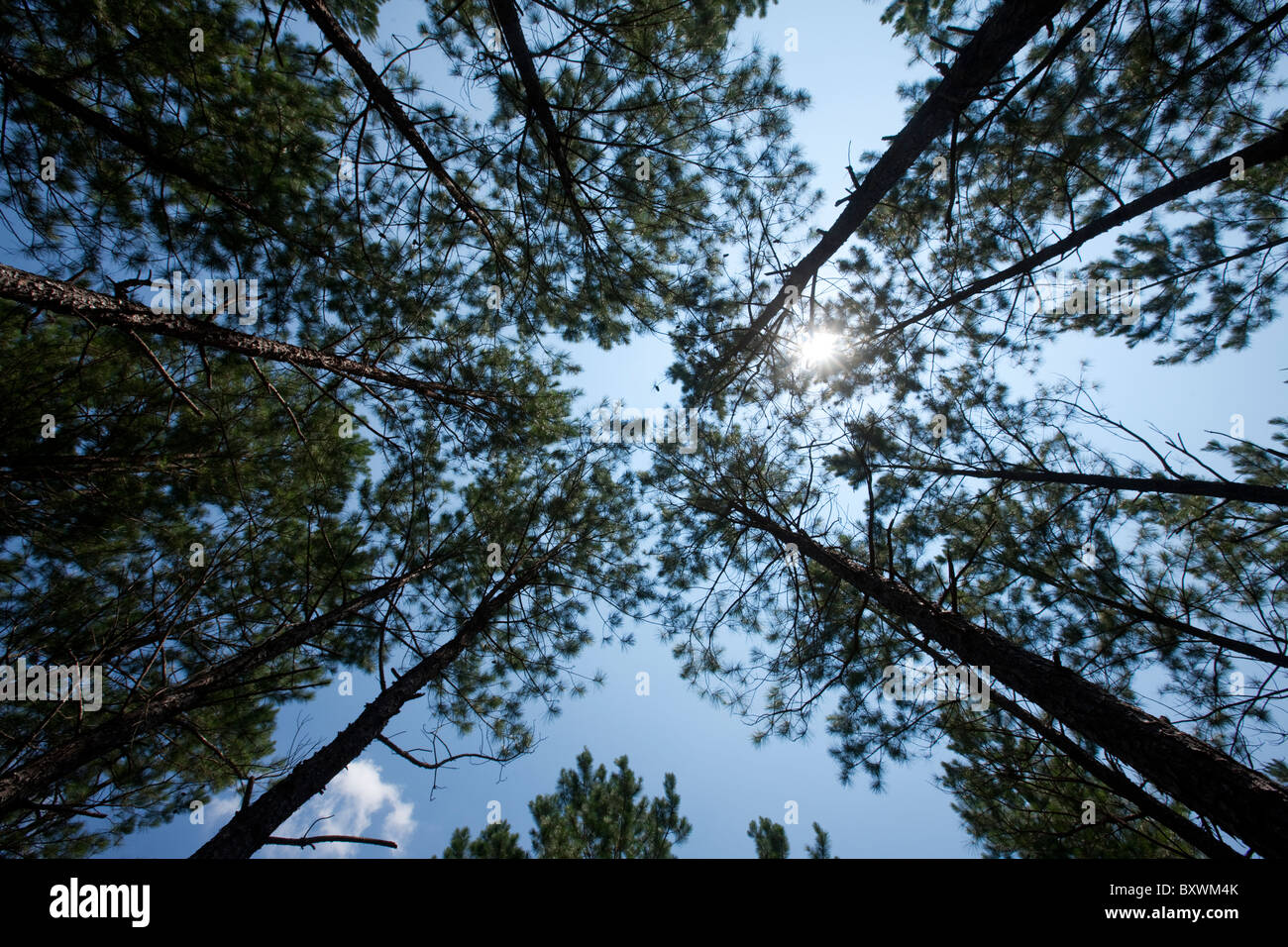 Chris Thomas Chipola