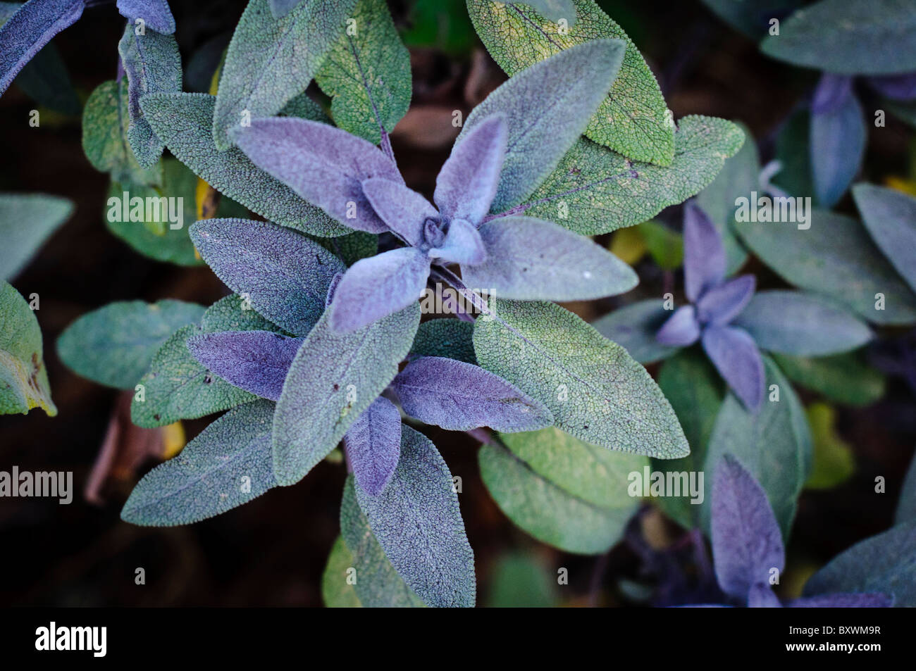 Purple sage leaf hi-res stock photography and images - Alamy