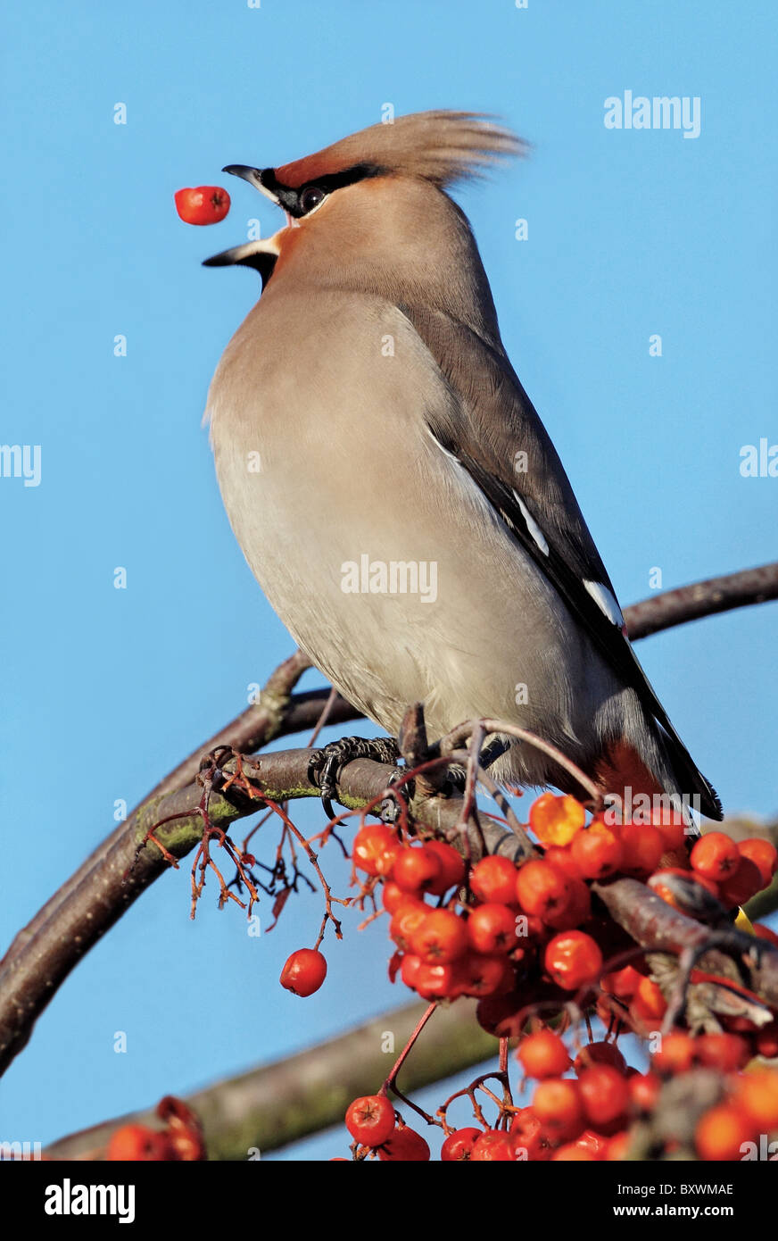 Bohemian Waxwing Bombycilla garrulus rowan berry tree eating Stock ...
