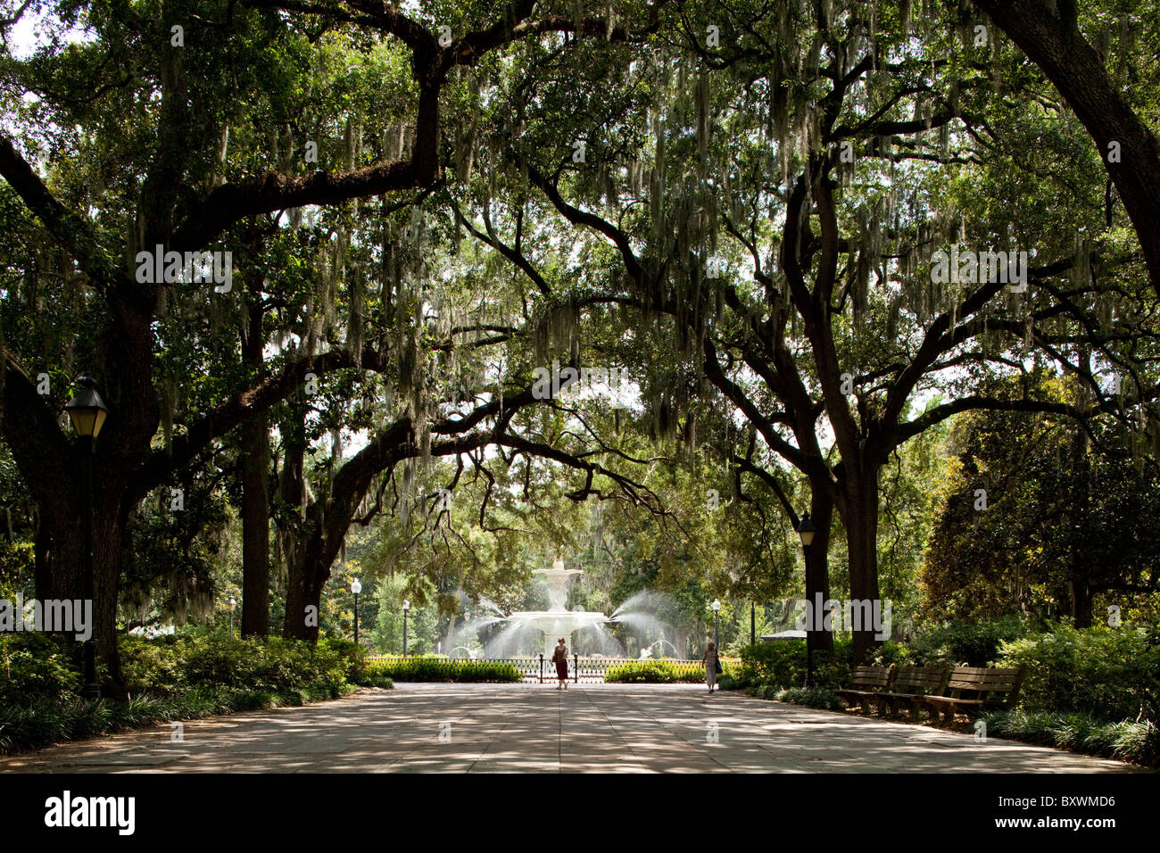 Spanish moss savannah georgia hi-res stock photography and images - Alamy