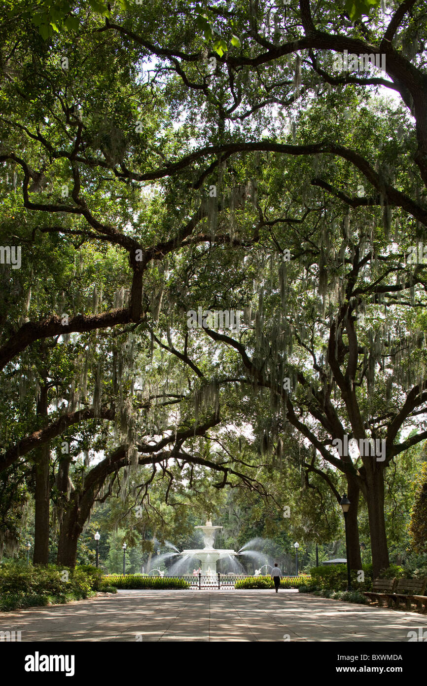 Spanish moss savannah georgia hi-res stock photography and images - Alamy
